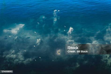 깊은 푸른 바다 바다 바닥 배경 추상 패턴 질감과 색상 수생 생물 바다 생활 배경입니다 자연 배경 화면 디자인 요소 0명에 대한 스톡 사진 및 기타 이미지 Istock