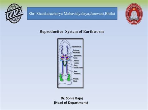 Reproductive System Of Earthworm Male Reproductive Part And Female