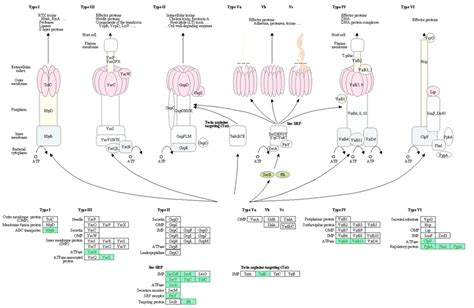 Metabolic Pathway Map Of Bacterial Secretion System Productions I Vi