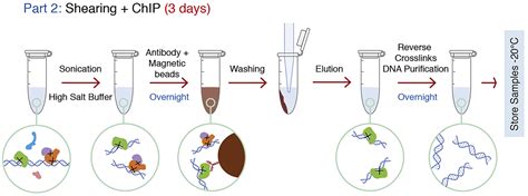 Chromatin Ip Protocol
