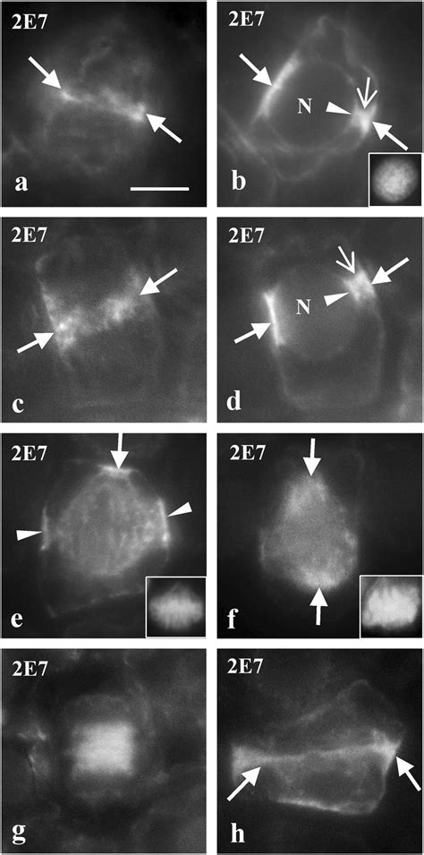 A H Er Immunolocalization By 2e7 Antibody In Dividing Protodermal
