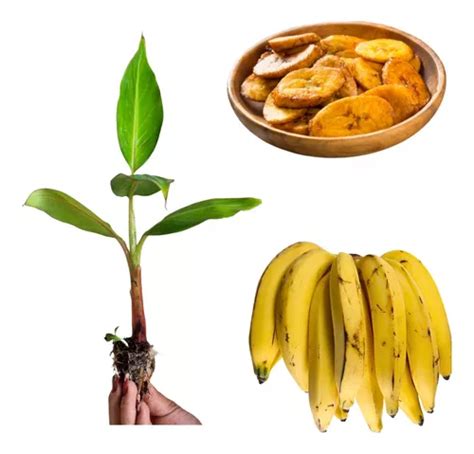 Kit Mudas De Banana Ouro Terra Prata Ma Diversas