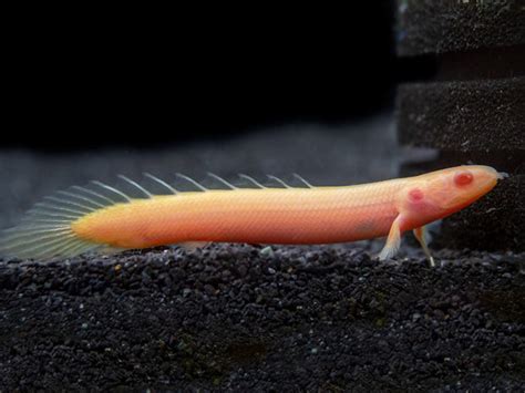 Albino Senegal Bichir Polypterus Senegalus Tank Bred Aquatic Arts