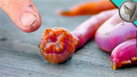 Nổi Da Gà Với Những Cử động Như Sinh Vật Viễn Tưởng Của Loài Giun Máu