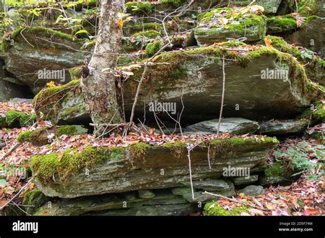 Tree Growing Out Of Rock Hi Res Stock Photography And Images Alamy