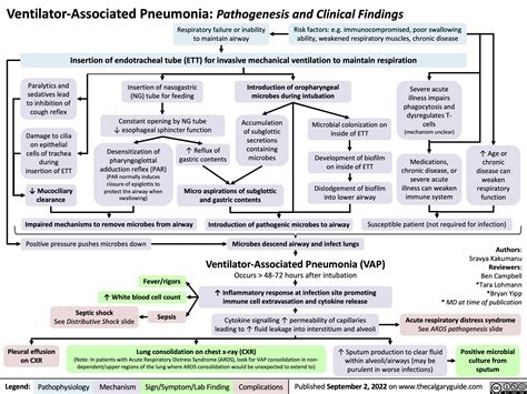 Ventilator Associated Pneumonia Pathogenesis And Clinical Findings