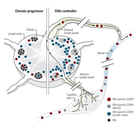 Resident Cd8 T Cells Restrain Hiv Replication In Elite Controllers Immunopaedia
