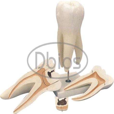 Dental Tooth Model At Best Price In Ambala Cantt Haryana Desh Biological
