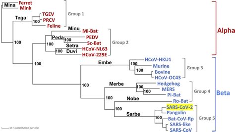 Phylogenetic Tree Of 10 Alpha And 13 Beta Covs Using Whole Genome