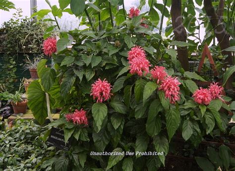 Plantfiles Pictures Justicia Species Brazilian Plume Flamingo Flower