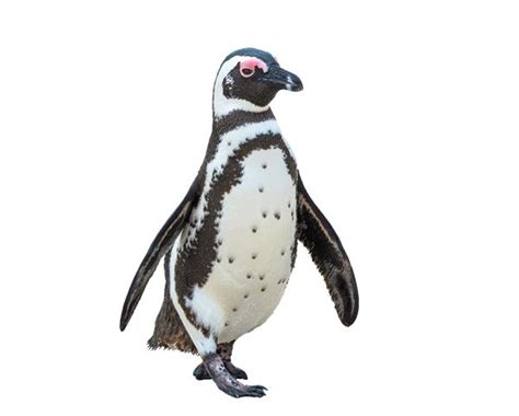 پنگوئن های آفریقای جنوبی در ذخیره گاه طبیعی ساحل بولدرز کیپ تاون آفریقای جنوبی ایزوله در پس