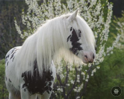 Gypsy Cob Konie Cygańskie