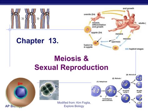 Meiosis Ppt