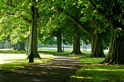 Tree In The Park Free Stock Photo Public Domain Pictures