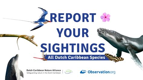 Importance Of Native Seagrass In The Fight Against Erosion Dcna