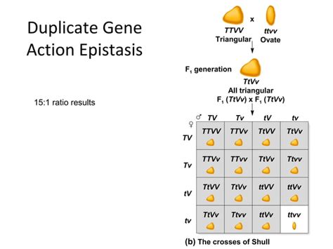 Epistatic Gene Interaction By Biotechnology Ciit Abbottabad Ppt