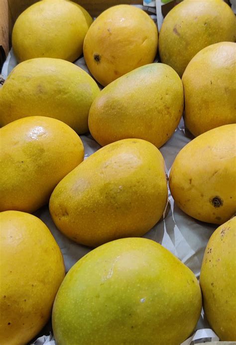 Fresh Seasonal Mangoes In Uae Fresh Mangoes In Uae