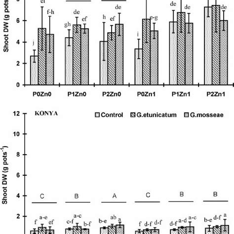 The Effect Of Mycorrhizal Inoculation P And Zn Rate On Bean Shoot