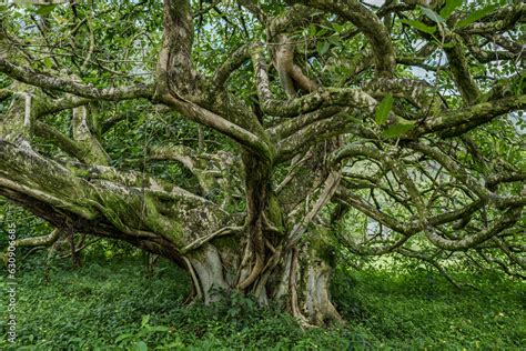 Ficus Ingens The Red Leaved Fig Is A Fig Species With An Extensive Range In The Subtropical To
