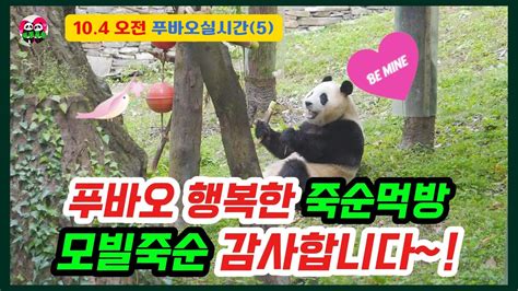 🍒104 오전5 푸바오 빨간공 모빌죽순 행복해💥탕사육사님 덕분에 기분 풀렸네요 푸바오근황 푸바오실시간 Fubao