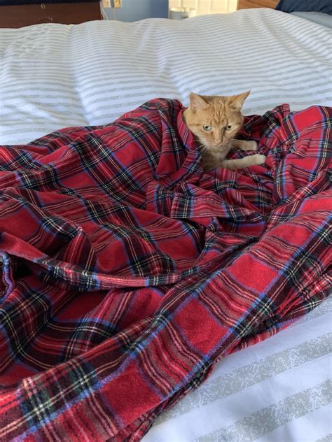 Fall Weather Is Here Mom Tuck Me In Rtuckedinkitties