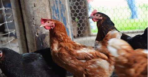 Bird Flu Outbreak This State On High Alert