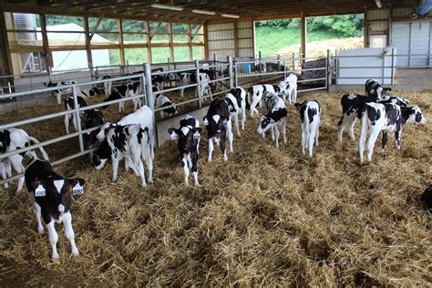 Winter Calf Care Farm And Dairy