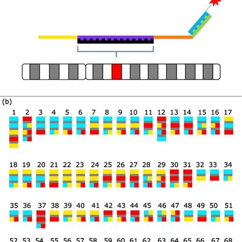 Oligonucleotides Structure And Scaffolds Color Pattern A Oligo
