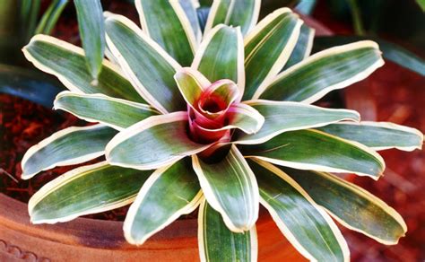 Exotic Bromeliad
