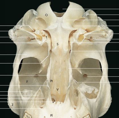 Diagramma Neurocranio Bovino Veduta Ventrale Quizlet