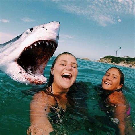 Shark Nerd Ninja