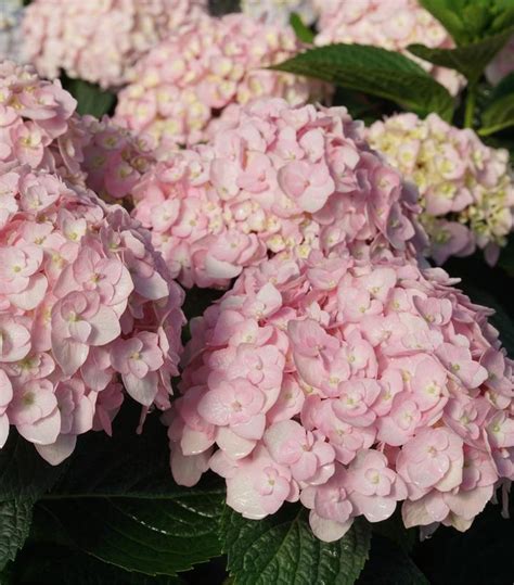 Hydrangea Macrophylla Wee Bit Innocent™ Wee Bit Innocent™ Bigleaf