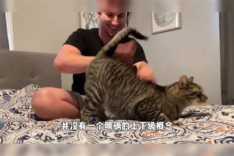 为什么人学猫叫时，就会得到猫咪的“回应”，真相让人很意外