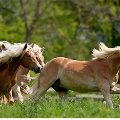 Are Haflingers Good For Beginners Diy Seattle