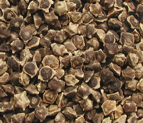 Crop Seed Practice Flashcards Quizlet
