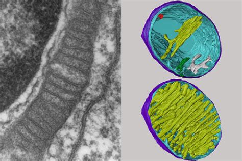 Mitochondria Under The Microscope — Science Learning Hub