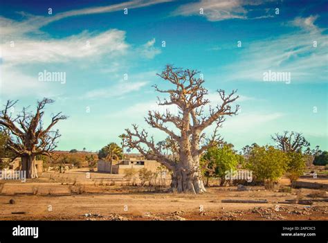 Baobab Tree Senegal Fotos Und Bildmaterial In Hoher Auflösung Alamy