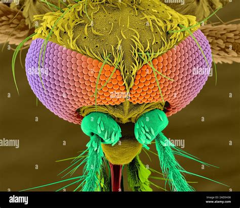 Coloured Scanning Electron Micrograph Sem Of Northern House Mosquito