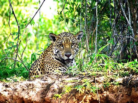 Viagem Para O Pantanal Pacotes Passeios E Guia