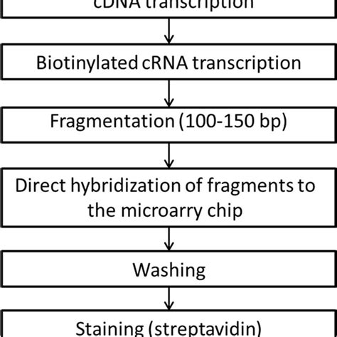 The Schematic Procedure Of Microarray Preparation Download