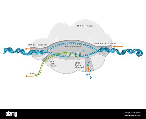 Dna Transcription Illustration Of The Process Of Transcription Of Deoxyribonucleic Acid Dna