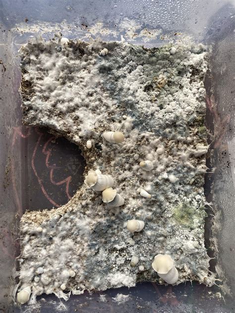 What Am I Doing Wrong And How Do I Get Rid Of Trichoderma I Cant Even Manage To Finish The