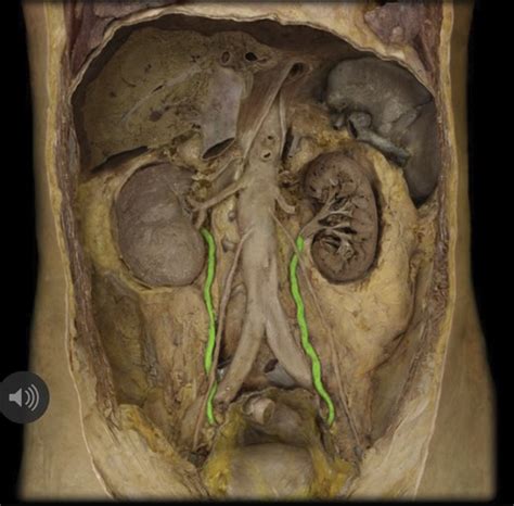 Bladder Anatomy Cadaver