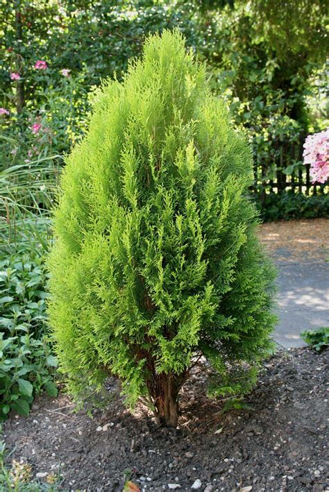 10 árboles Para Jardines Pequeños La Jardinoteca Arbustos De Jardín