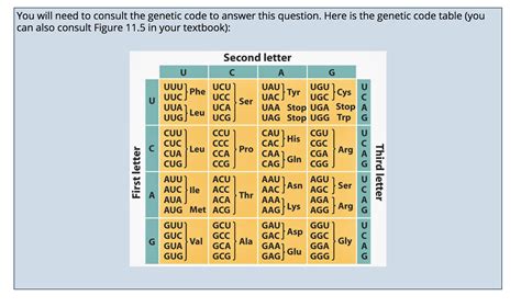 Solved Question 10 The Genetic Code Consists Of 64 Triplets