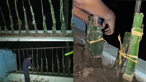 ড্রাগন ফল গাছ লাগানোর সঠিক নিয়ম ।। Dragon Fruit Tree Plantation