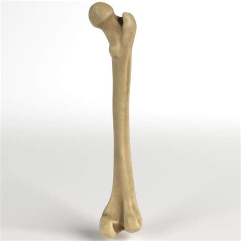 Anatomy Human Femur Thigh Leg Bone By Francescomilanese 3docean