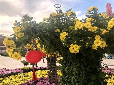 國慶賞菊正當時大型菊花展亮相金沙灘啤酒城國慶經貿周期 每日頭條