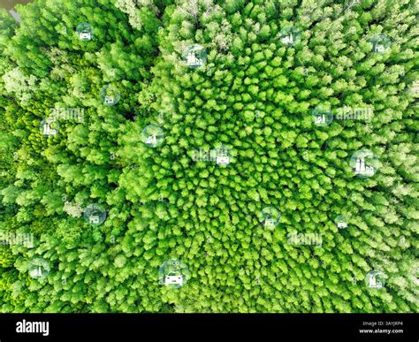 Carbon Neutrality Concept Green Tree Capture Of Carbon Emissions From Factories And