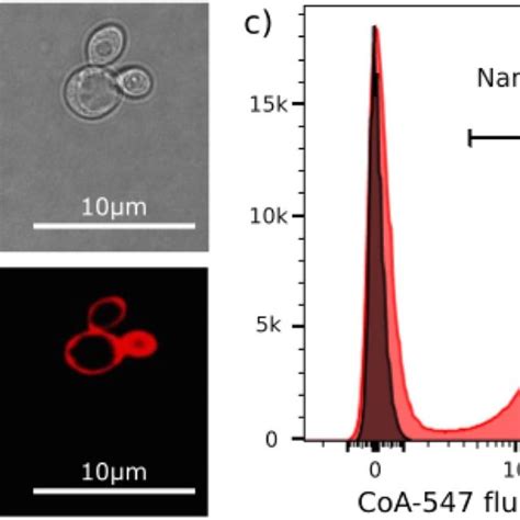 Pdf An Improved Yeast Surface Display Platform For The Screening Of
